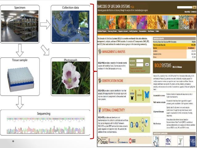 DNA Barcoding and its application in species identification | PPTX ...