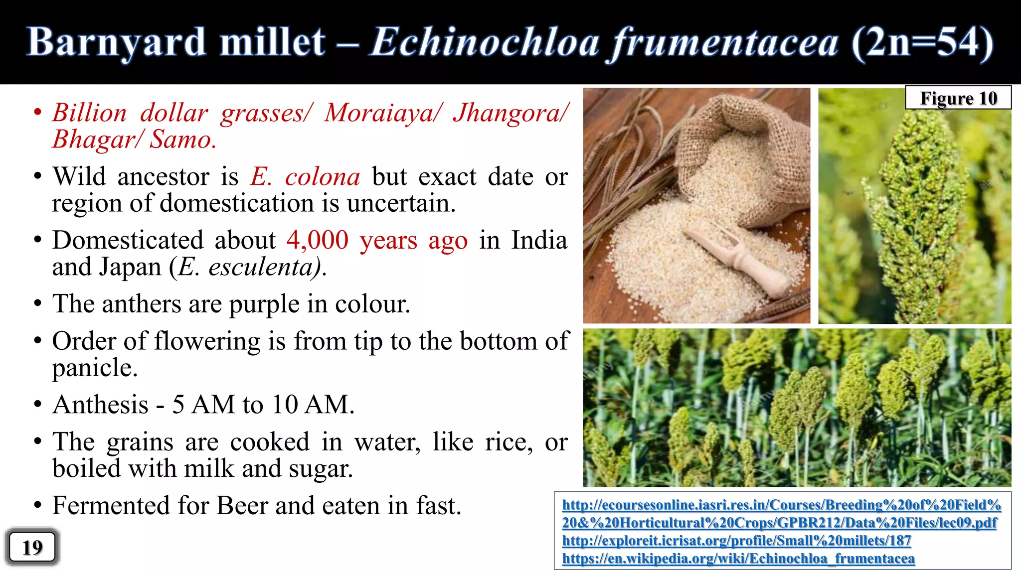 Breeding for quality traits in minor millets | PPTX