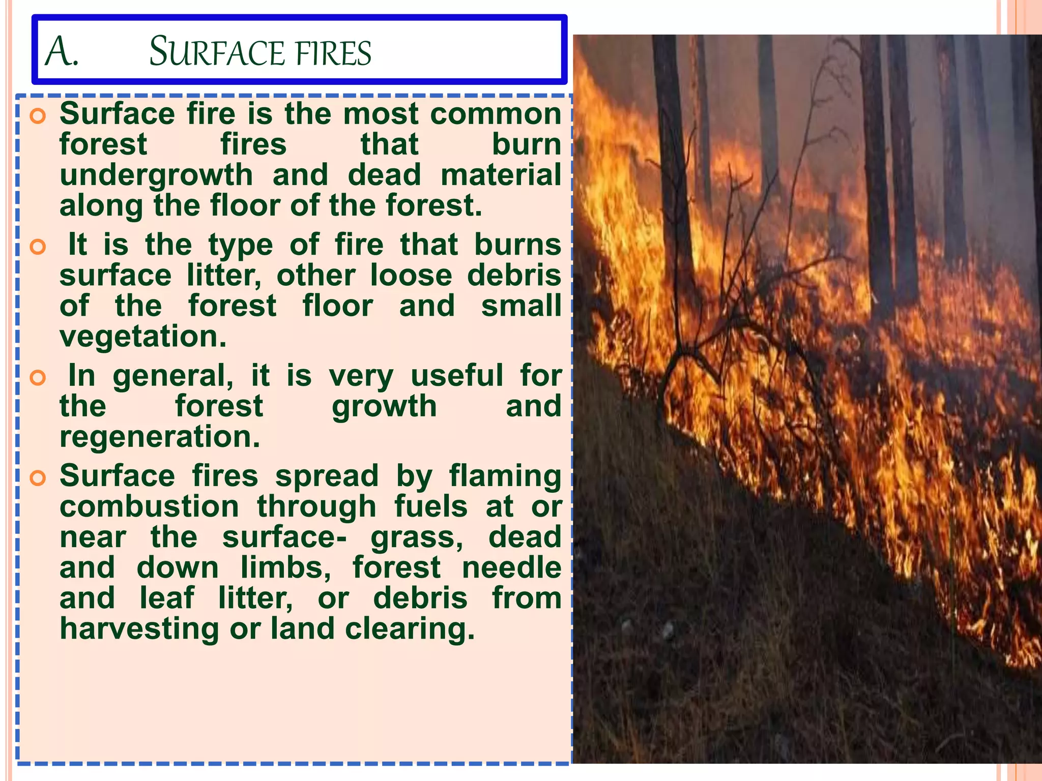 Forest Fire- its impacts, case studies | PPTX