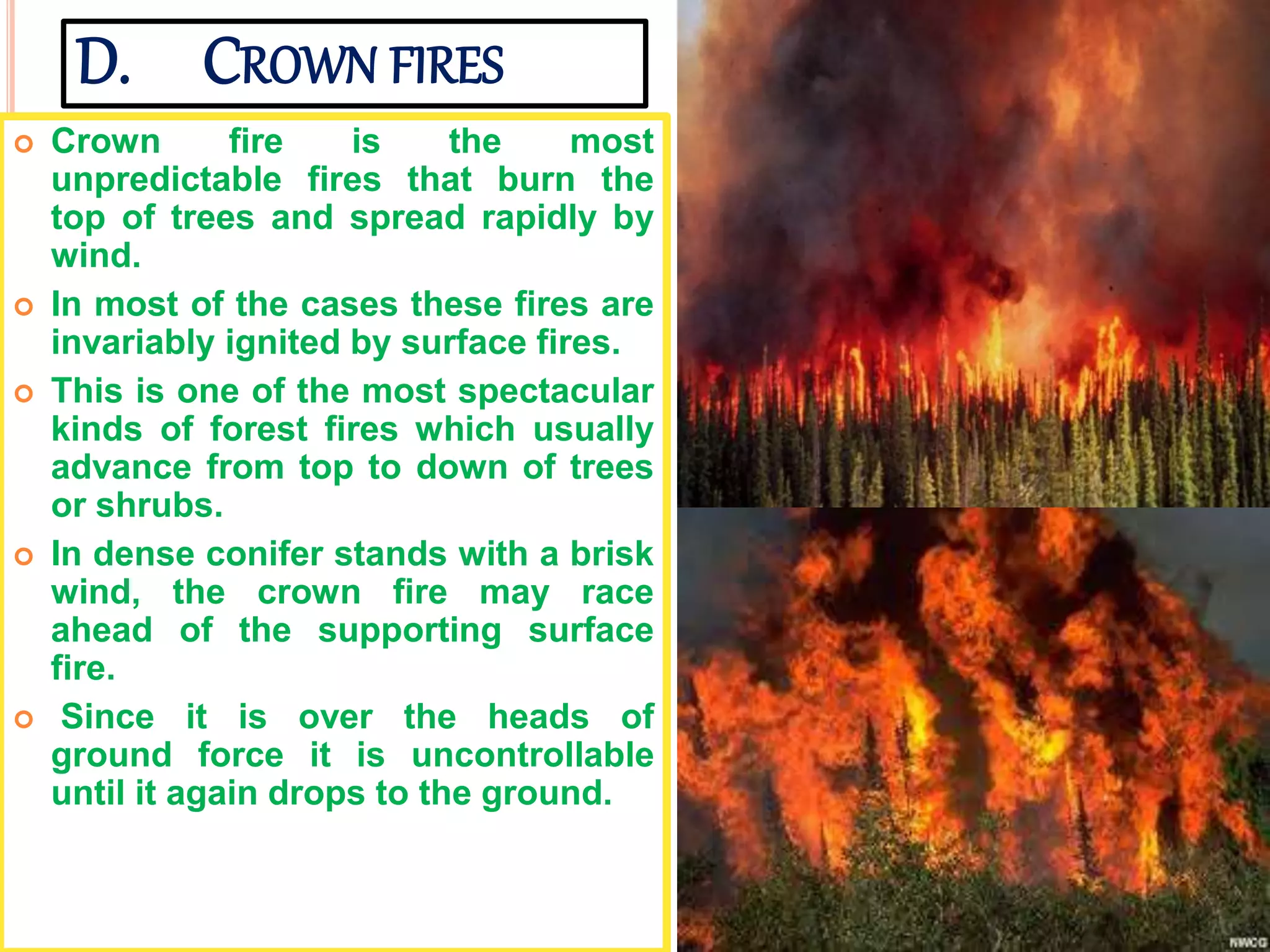 Forest Fire- its impacts, case studies | PPTX
