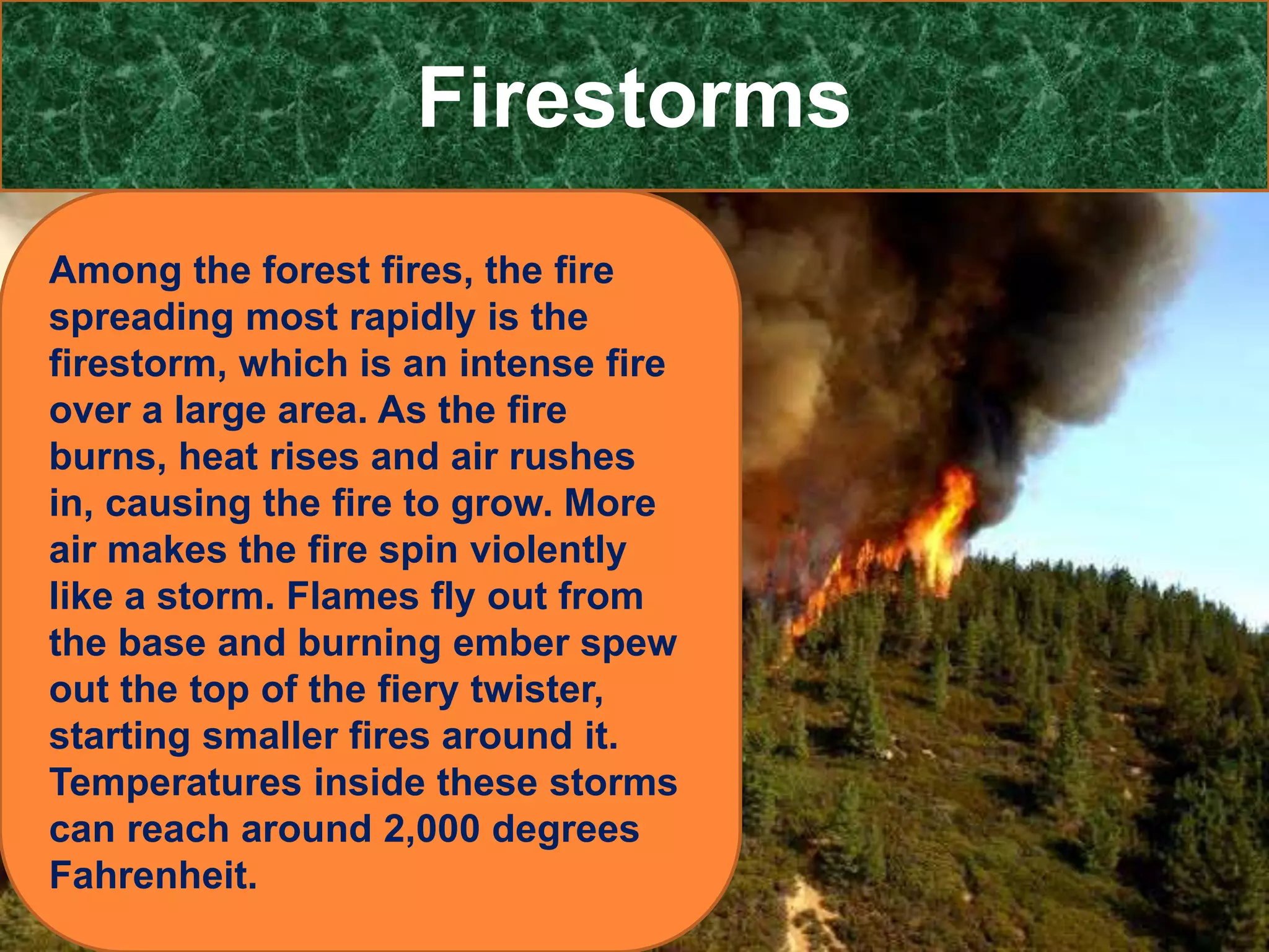 Forest Fire- its impacts, case studies | PPTX