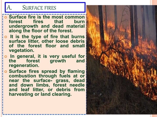 Forest Fire- its impacts, case studies | PPTX