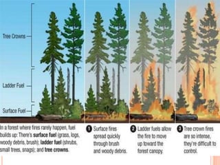 Forest Fire- its impacts, case studies