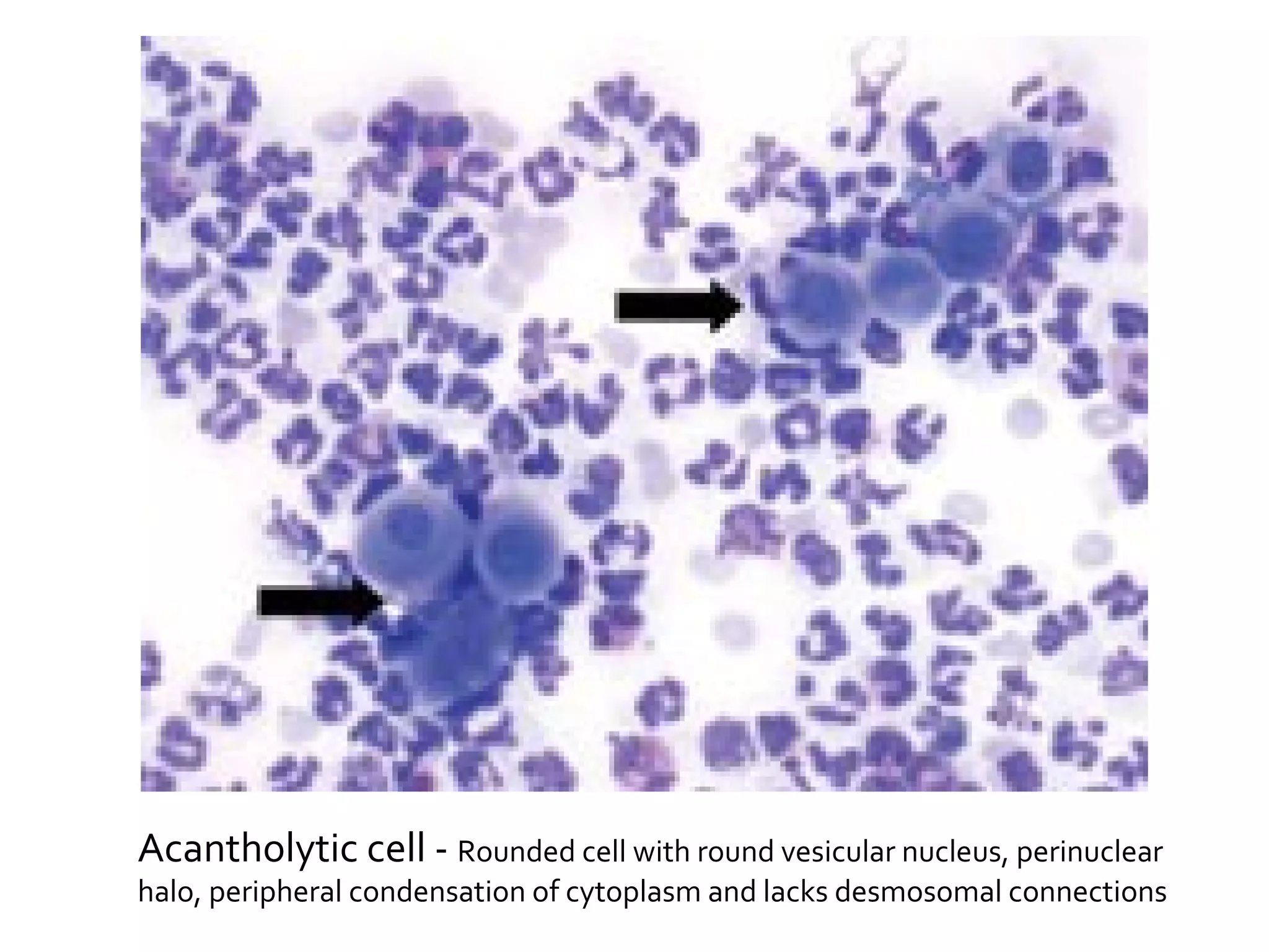 Common Laboratory investigations in dermatology | PPT