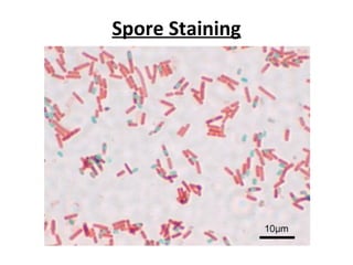 Common Laboratory investigations in dermatology | PPT
