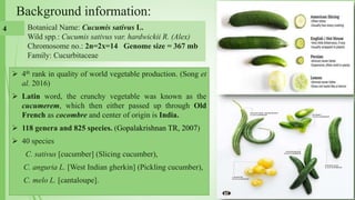 Seminar on Genetic improvement in cucumber.pptx