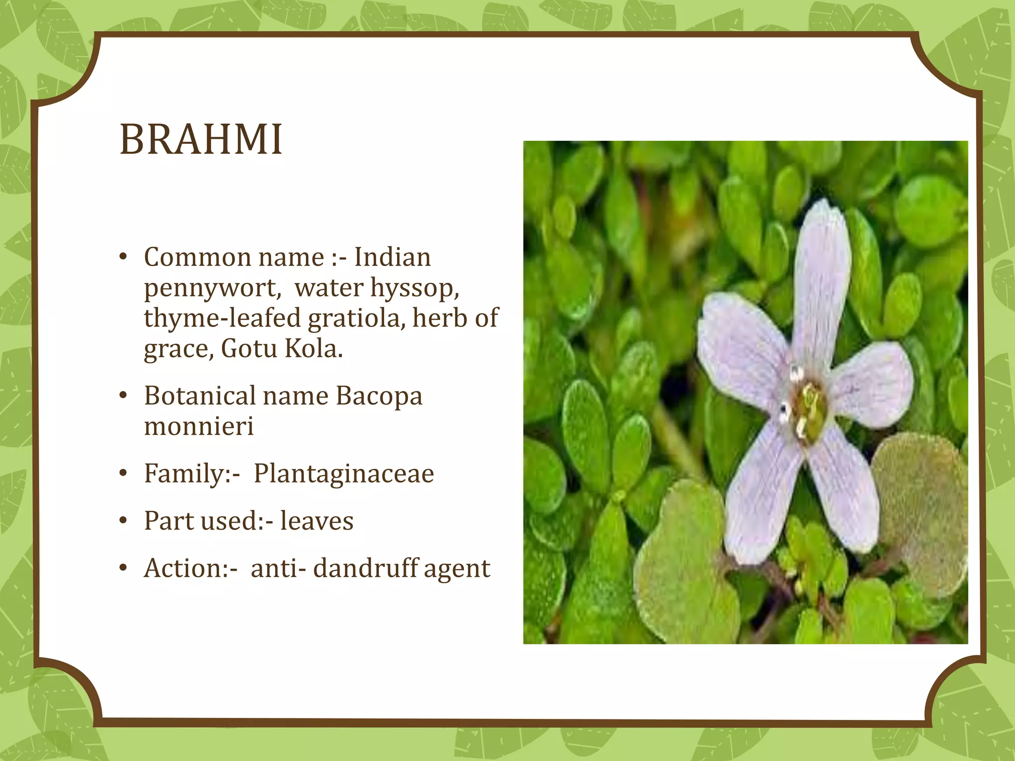 Herbal hair products | PPTX