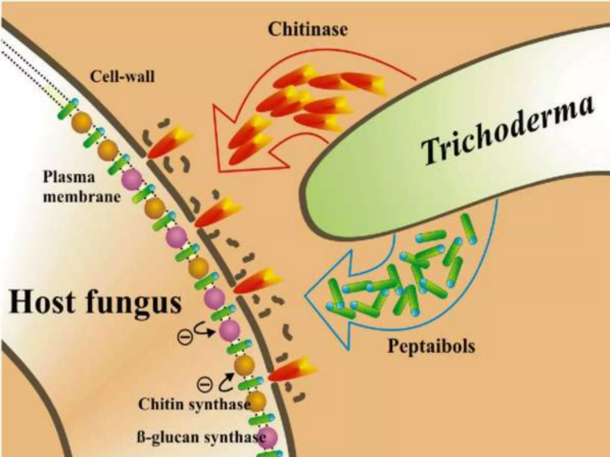 Seed Biopriming- Biological method of seed treatment | PPTX
