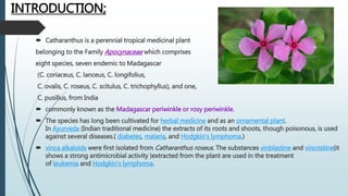 Vinca Rosea Medicinal Uses