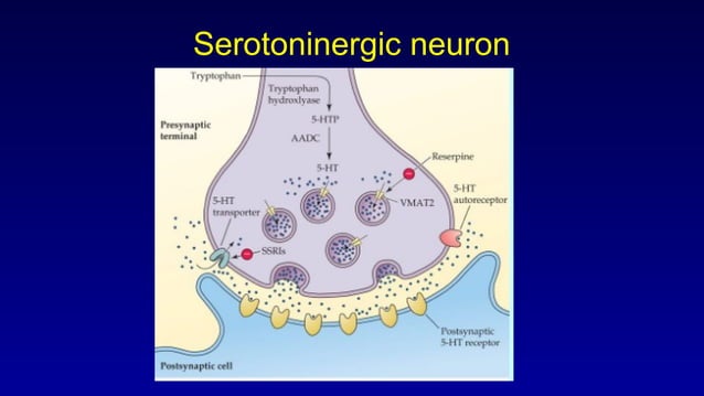Serotonin,serotoninergic receptors and Drugs acting on serotonin ...
