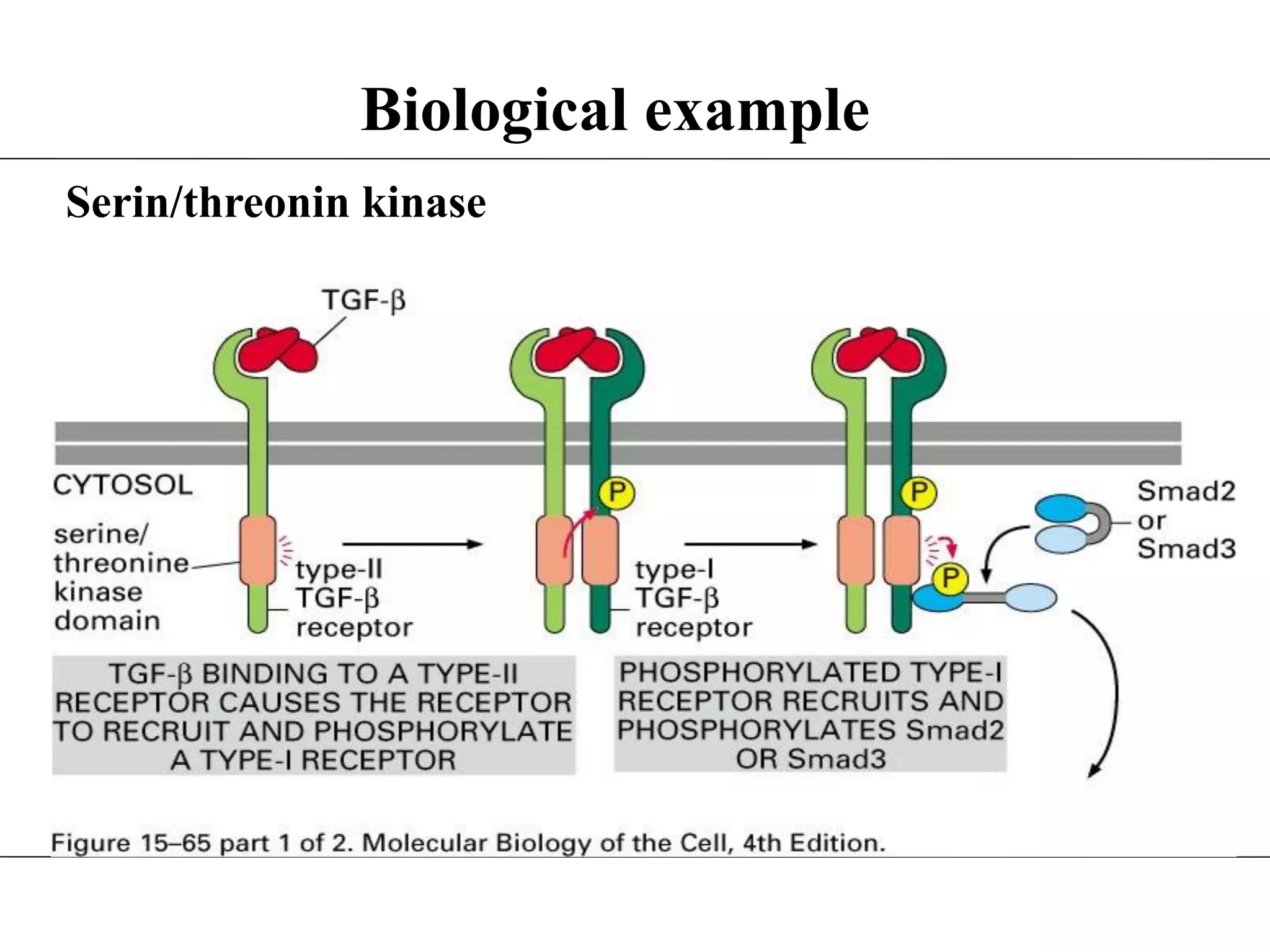 protein kinase cascade | PDF