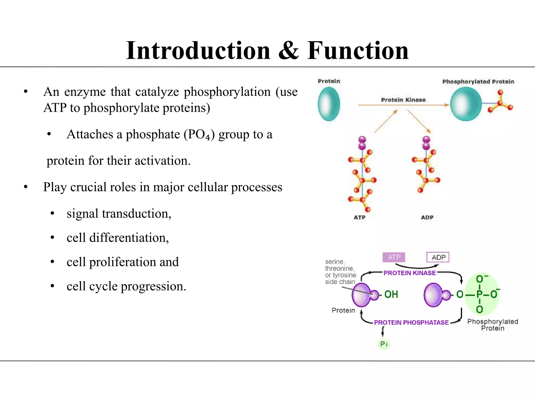 protein kinase cascade | PDF