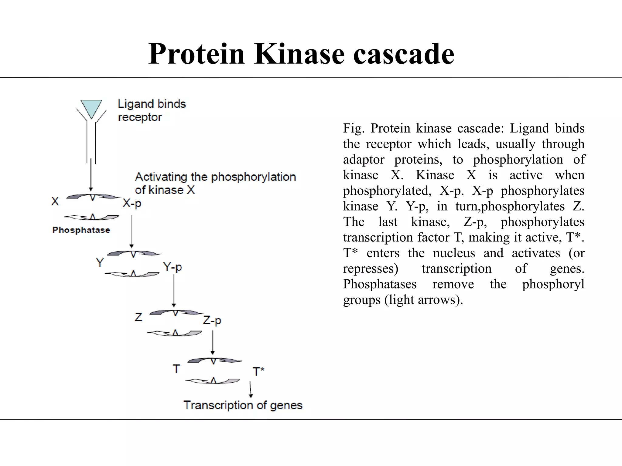 protein kinase cascade | PDF