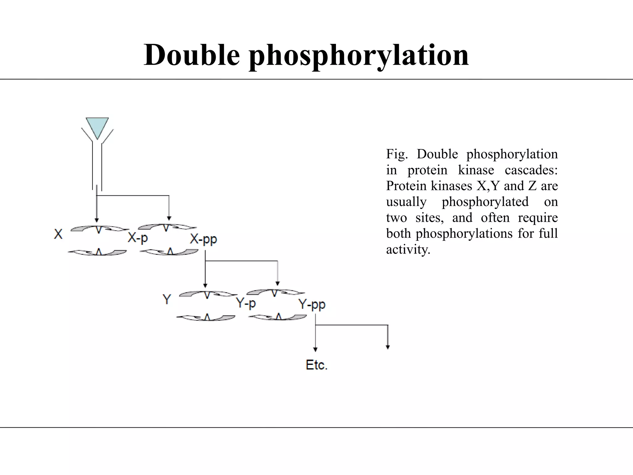 protein kinase cascade | PDF