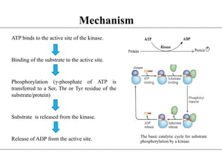 Protein Phosphorylation Mechanism