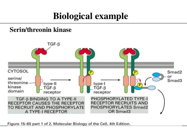 protein kinase cascade