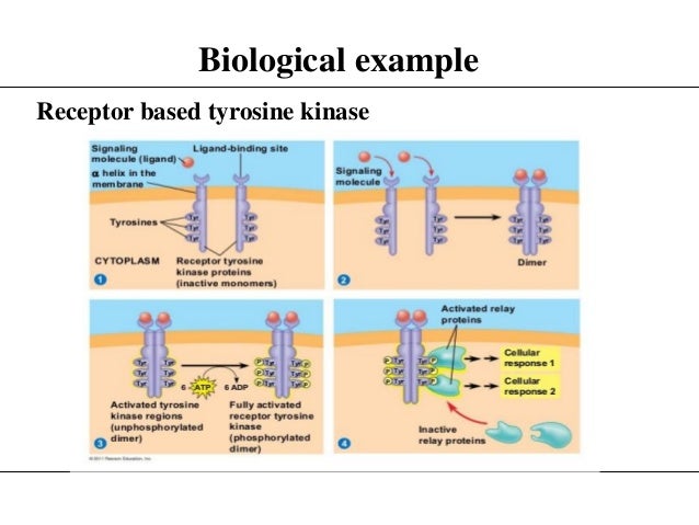 protein kinase cascade