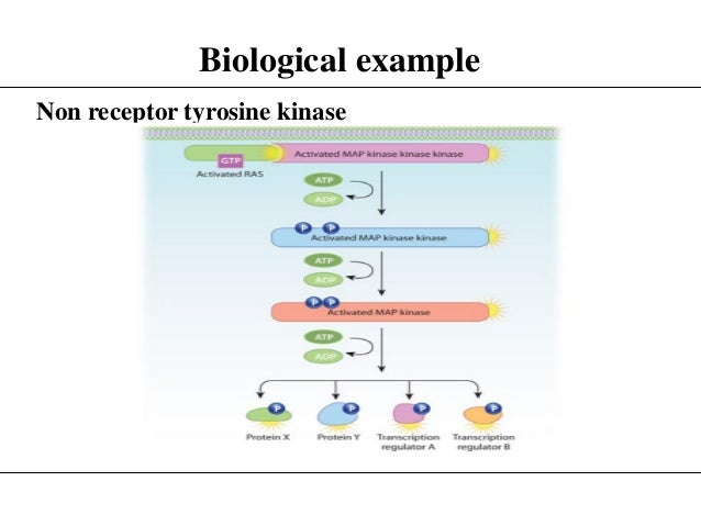 protein kinase cascade