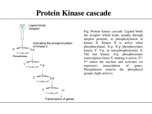 protein kinase cascade