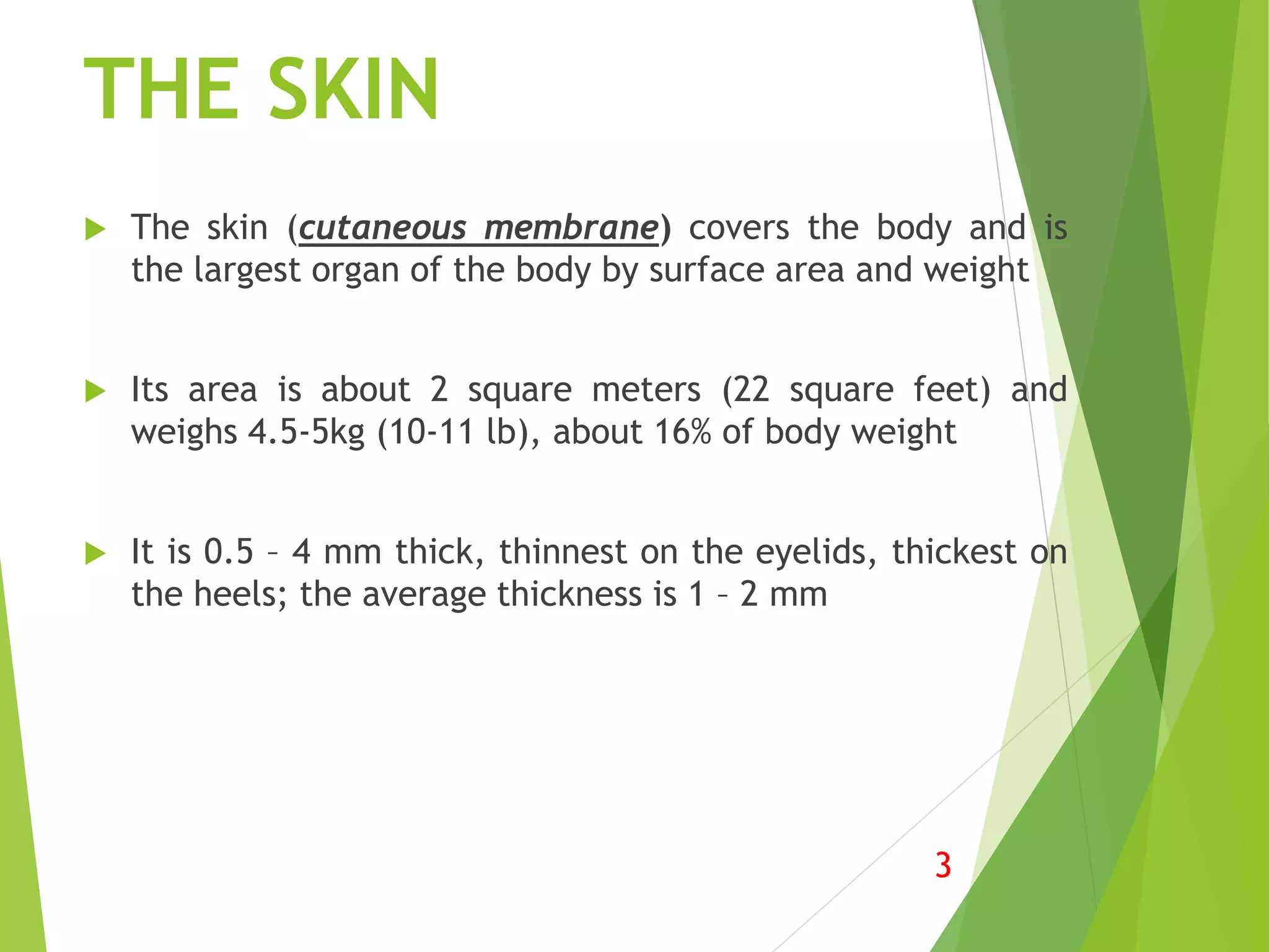 The Skin | PPTX