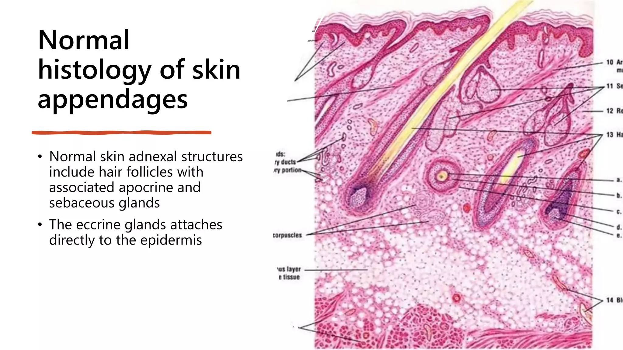 skin adnexal ppt.pptx