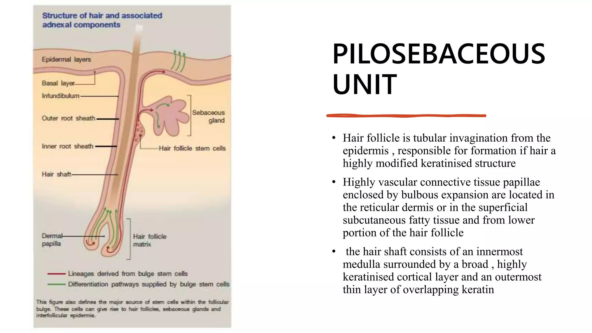 skin adnexal ppt.pptx