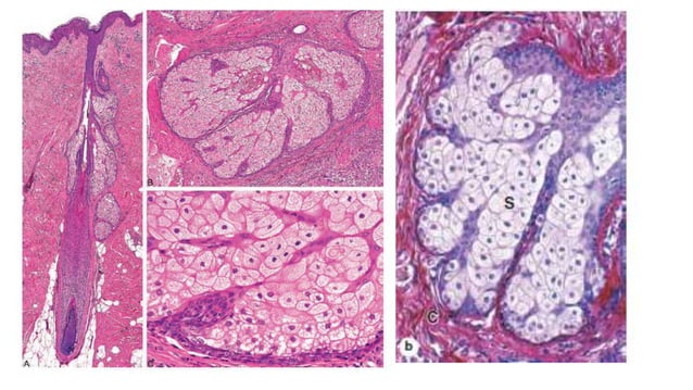 skin adnexal ppt.pptx