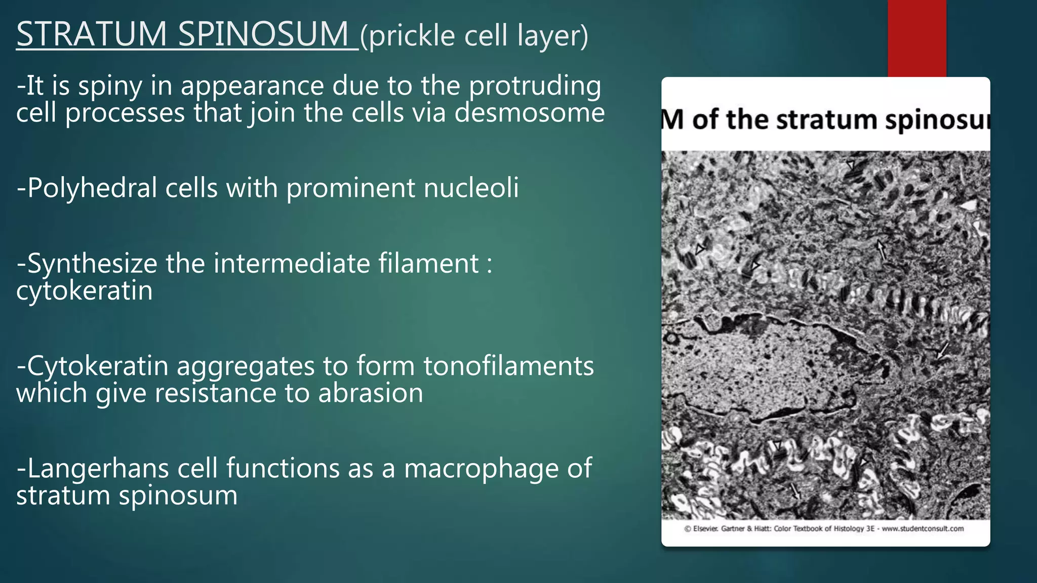 ANATOMY AND PHYSIOLOGY OF SKIN | PPTX