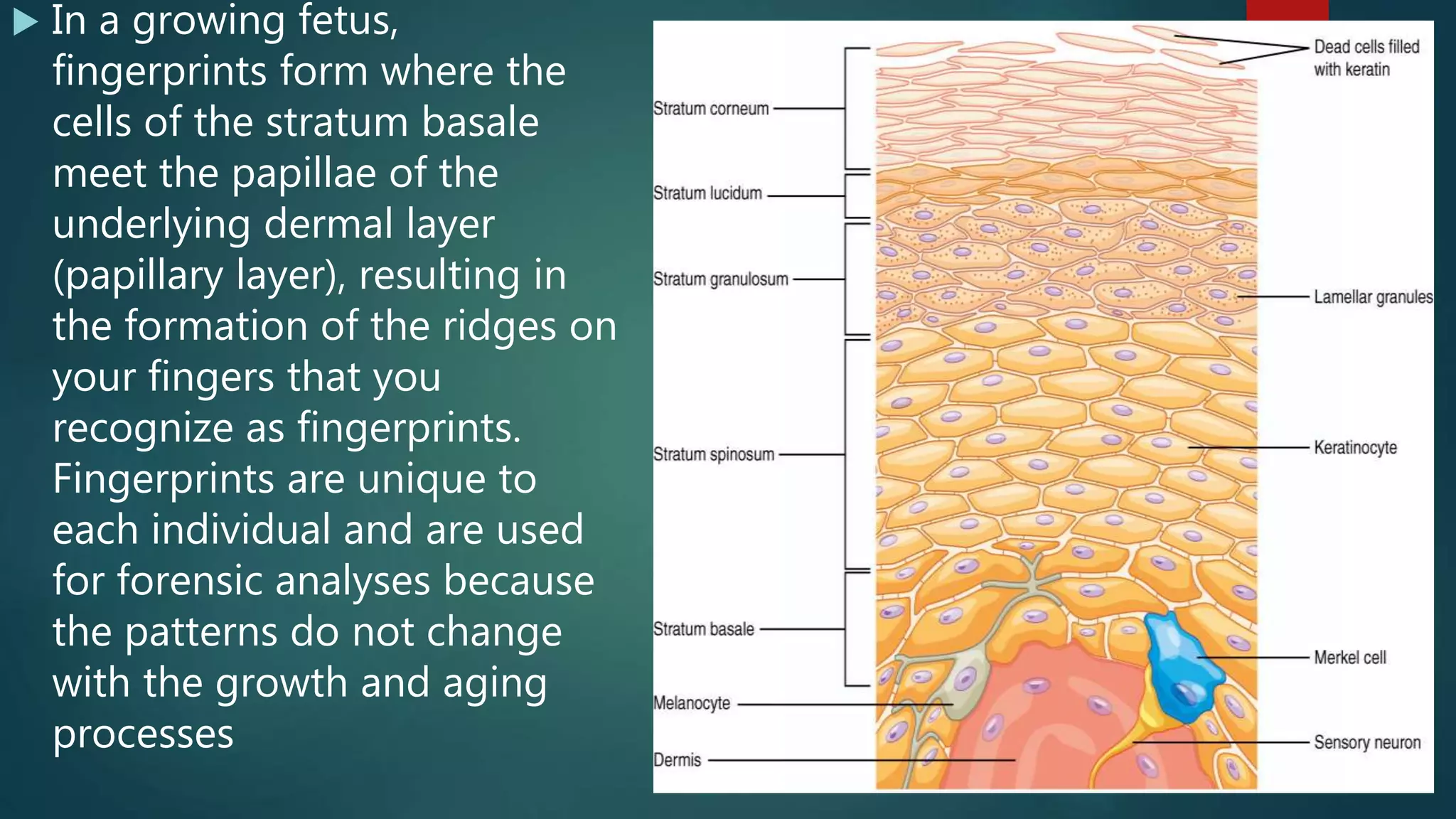 ANATOMY AND PHYSIOLOGY OF SKIN | PPTX