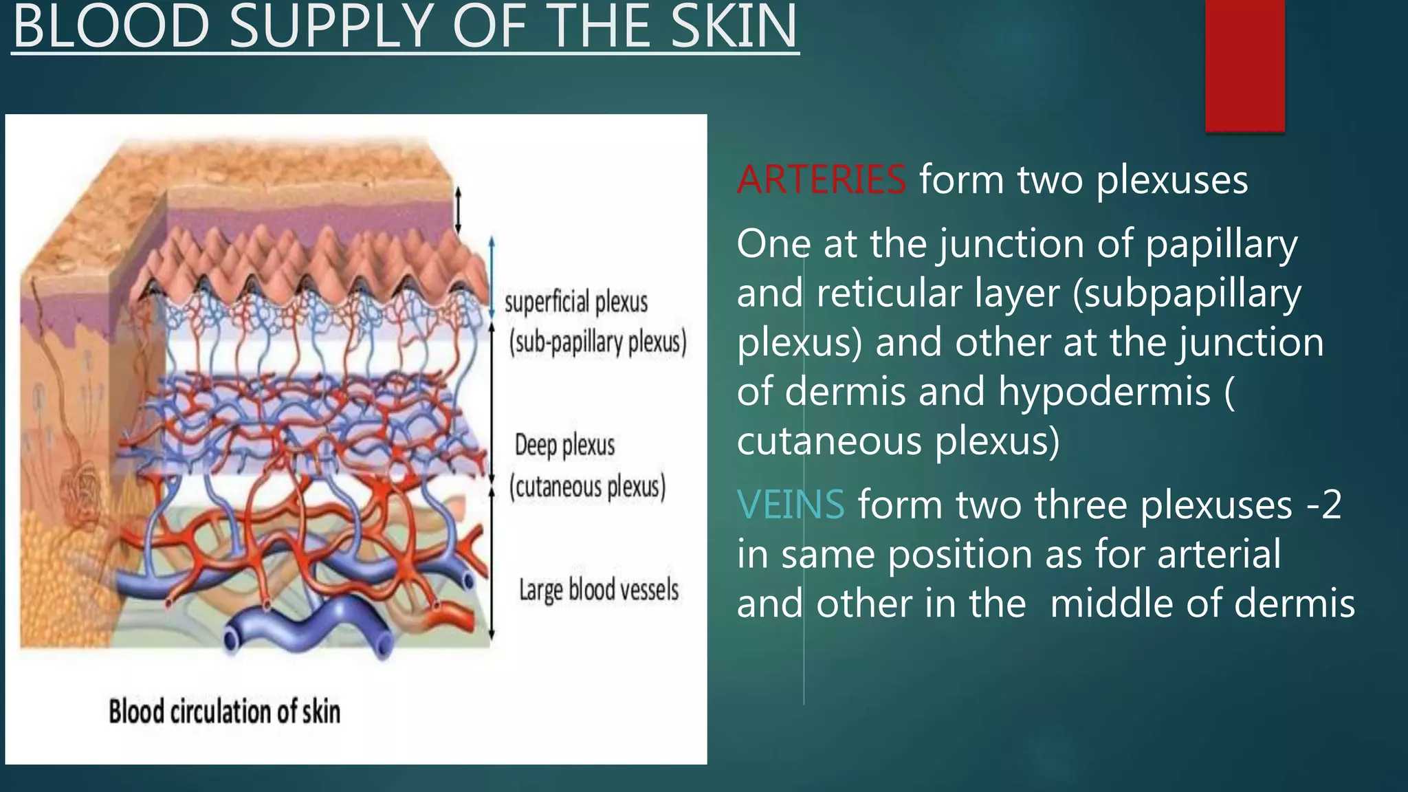 ANATOMY AND PHYSIOLOGY OF SKIN | PPTX