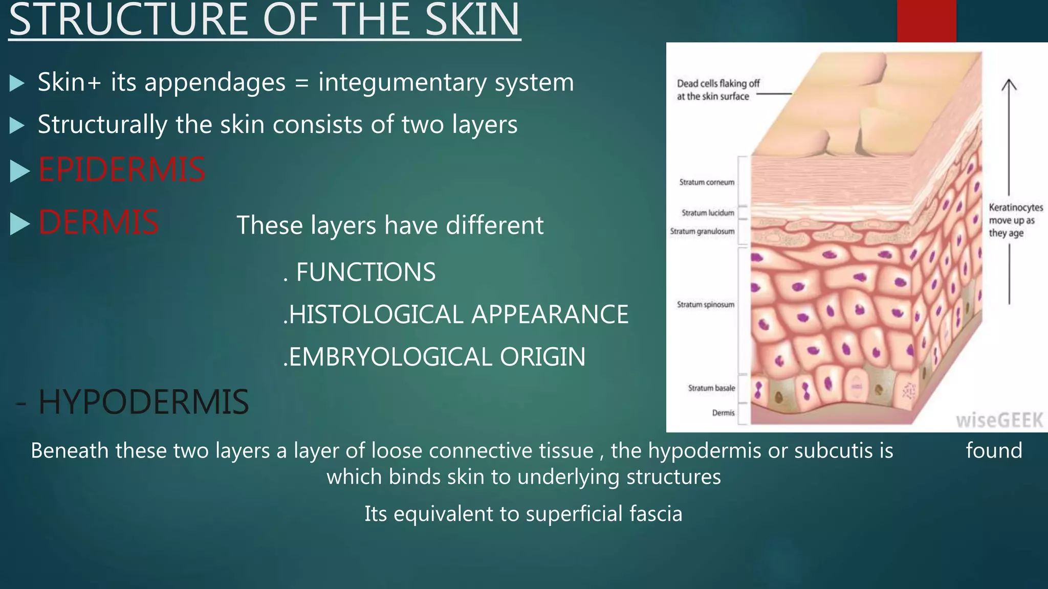 ANATOMY AND PHYSIOLOGY OF SKIN | PPTX