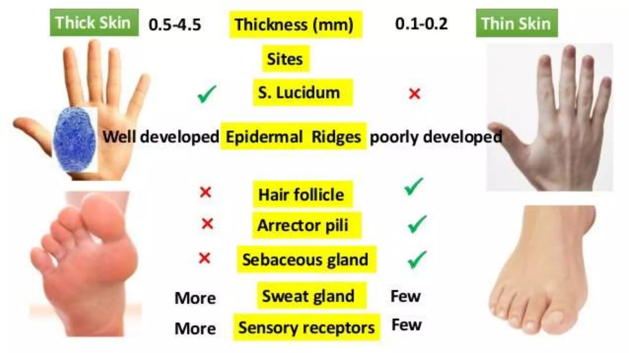 ANATOMY AND PHYSIOLOGY OF SKIN | PPTX