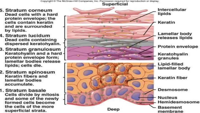 ANATOMY AND PHYSIOLOGY OF SKIN | PPTX