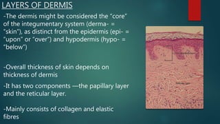 ANATOMY AND PHYSIOLOGY OF SKIN | PPTX