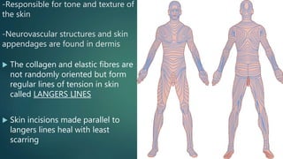ANATOMY AND PHYSIOLOGY OF SKIN | PPTX