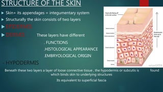 ANATOMY AND PHYSIOLOGY OF SKIN | PPTX