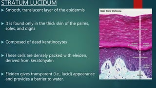 ANATOMY AND PHYSIOLOGY OF SKIN | PPTX