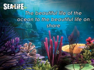 Integrated Campaign Pitch: Sea Life | PPT
