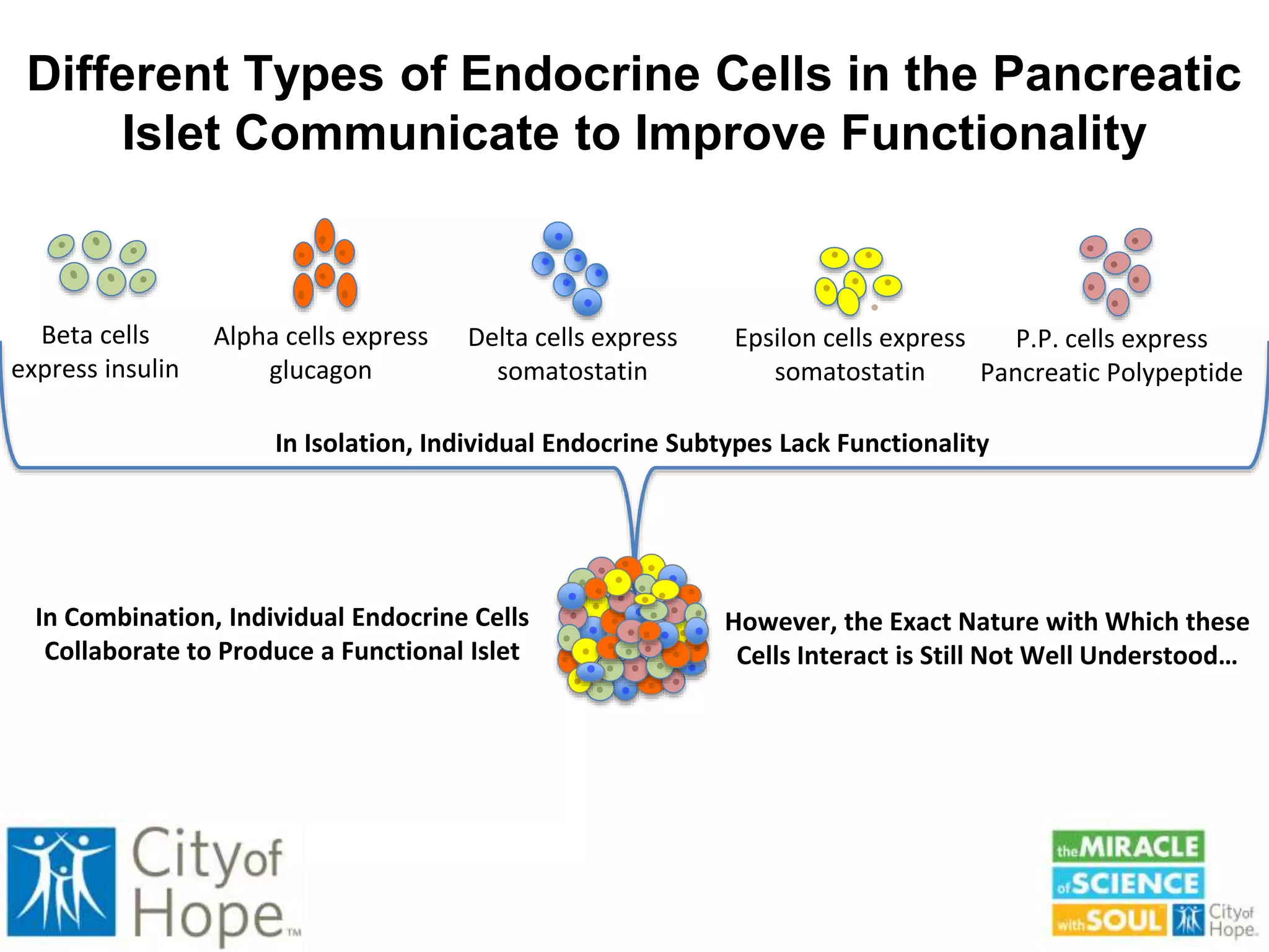 Improving Functional Architecture of Insulin-Producing Pancreatic ...