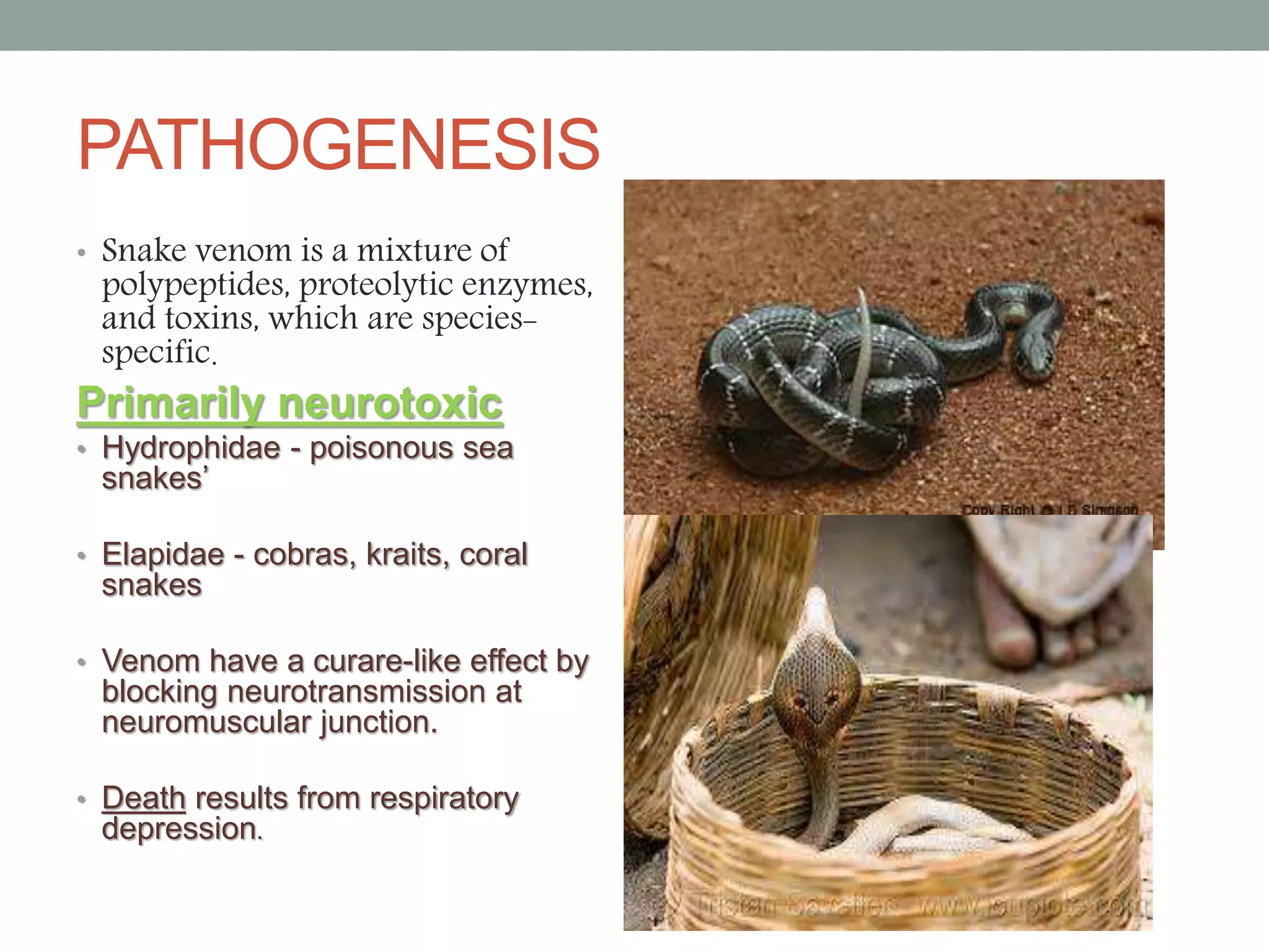 SNAKE BITE MANAGEMENT | PPTX