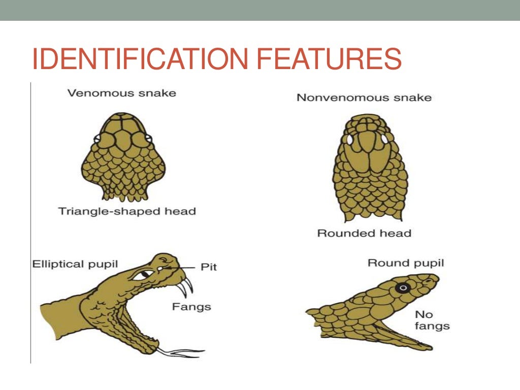 SNAKE BITE MANAGEMENT