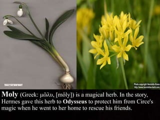 odyssey; the adventure of odysseus | PPT