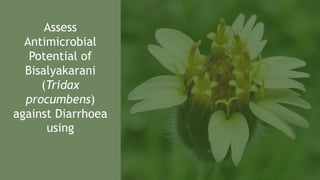 Tridax procumbens and its Antidiarrhoeal property | PPTX