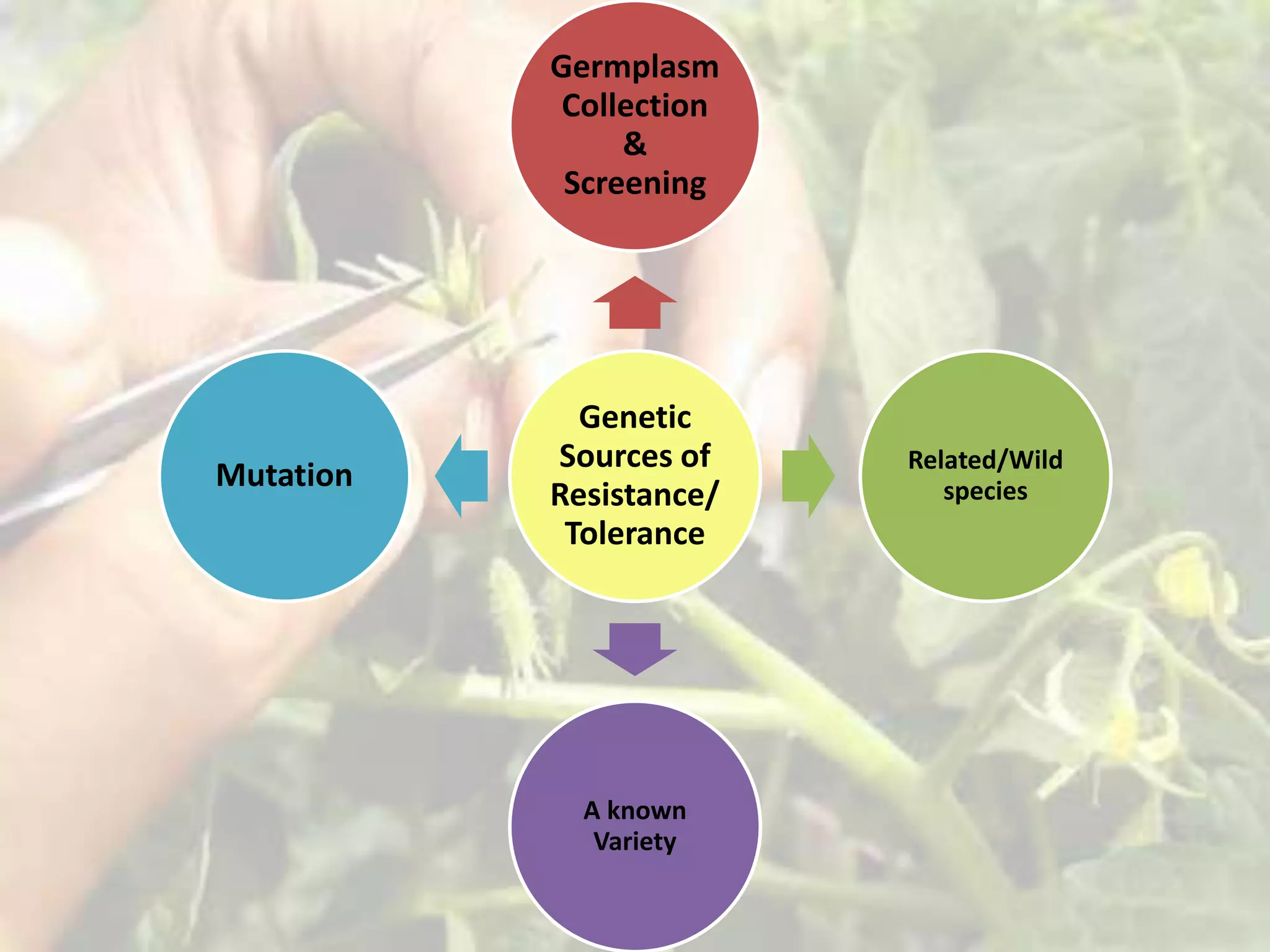 Breeding for abiotic stress resistance in vegetable crops | PPTX