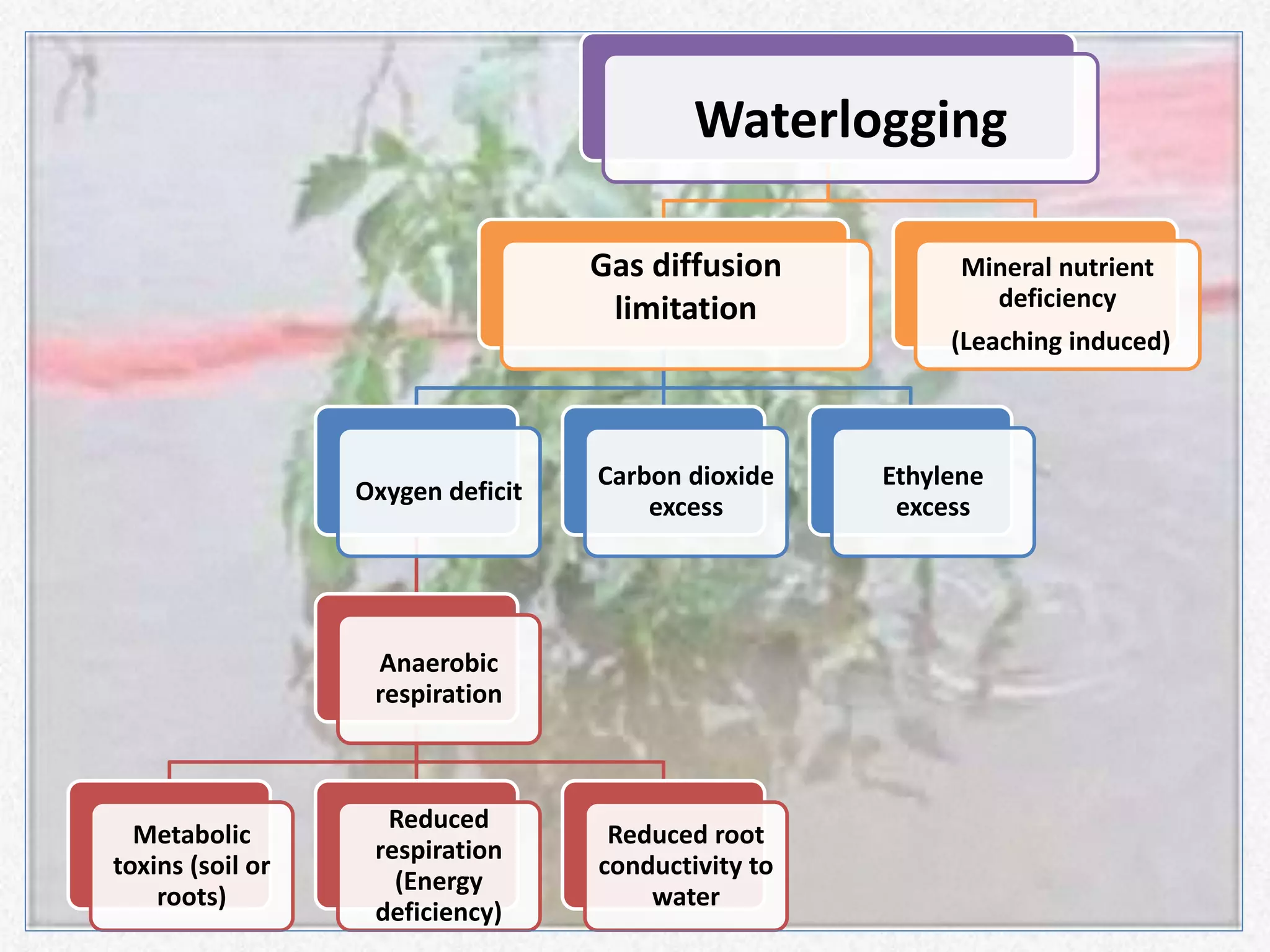 Breeding for abiotic stress resistance in vegetable crops | PPTX