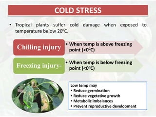 Breeding for abiotic stress resistance in vegetable crops | PPTX