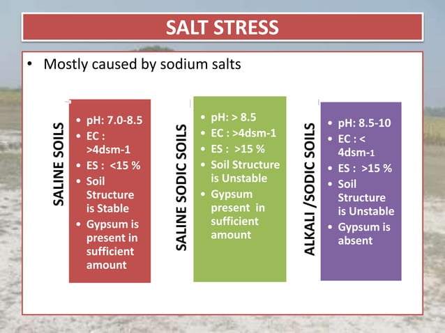 Breeding for abiotic stress resistance in vegetable crops | PPTX