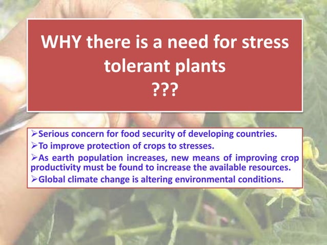 Breeding for abiotic stress resistance in vegetable crops | PPTX