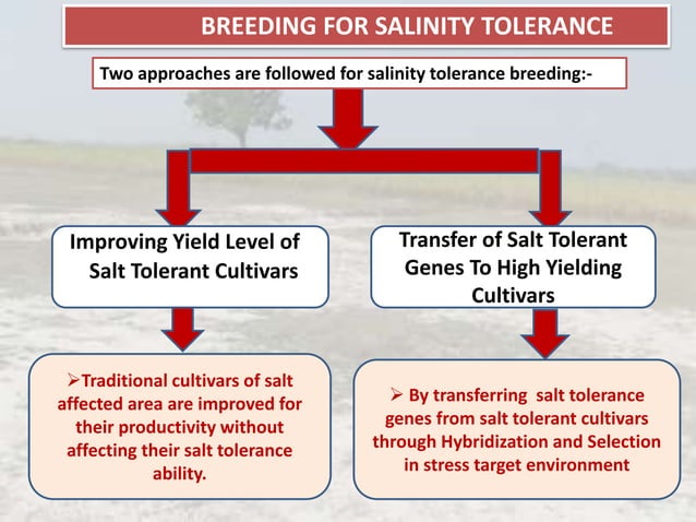 Breeding for abiotic stress resistance in vegetable crops | PPTX