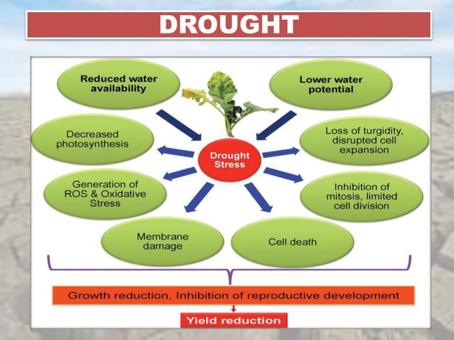 Breeding for abiotic stress resistance in vegetable crops | PPTX